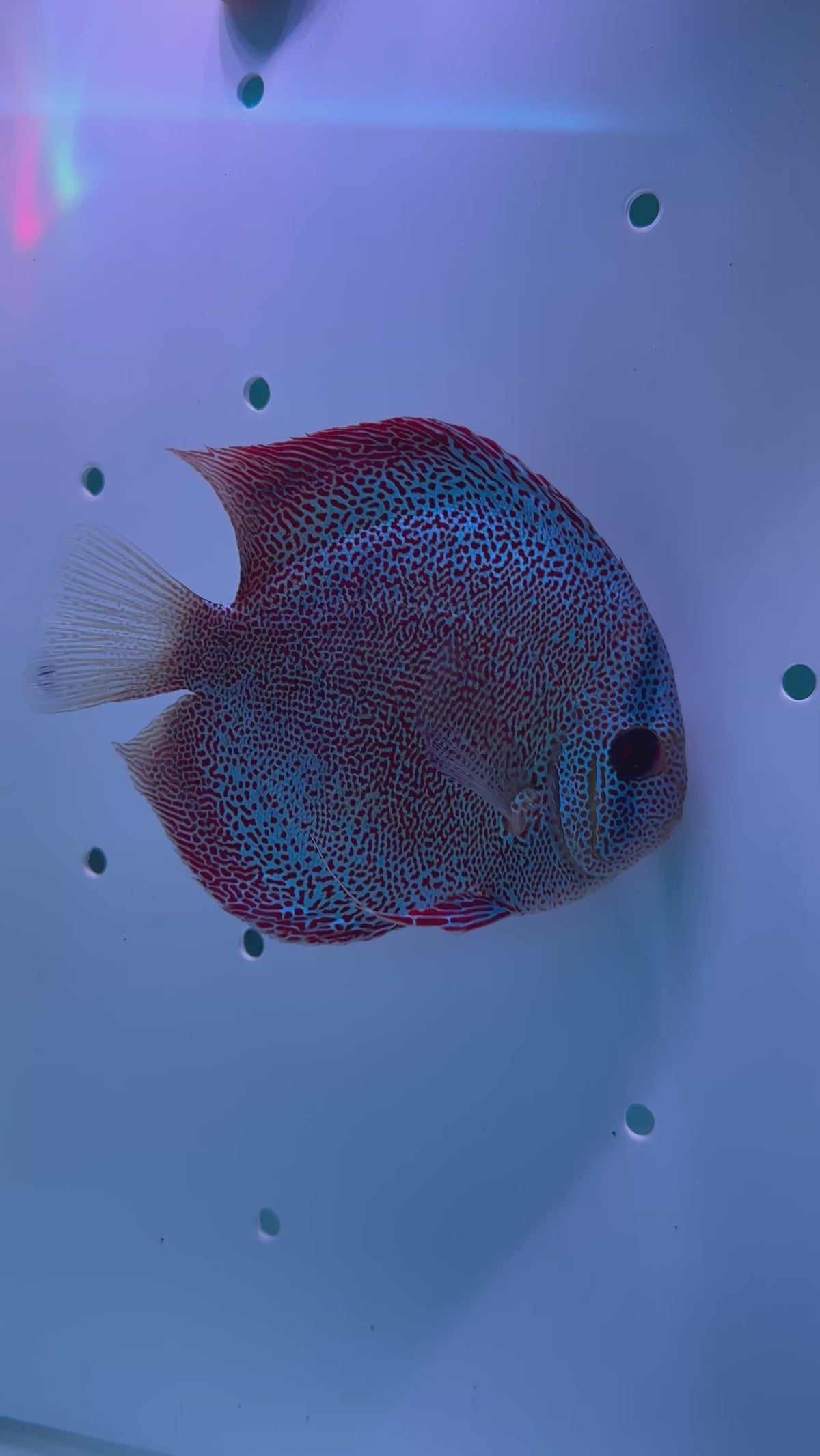 Super king viper 4.5inch — HouseofDiscus