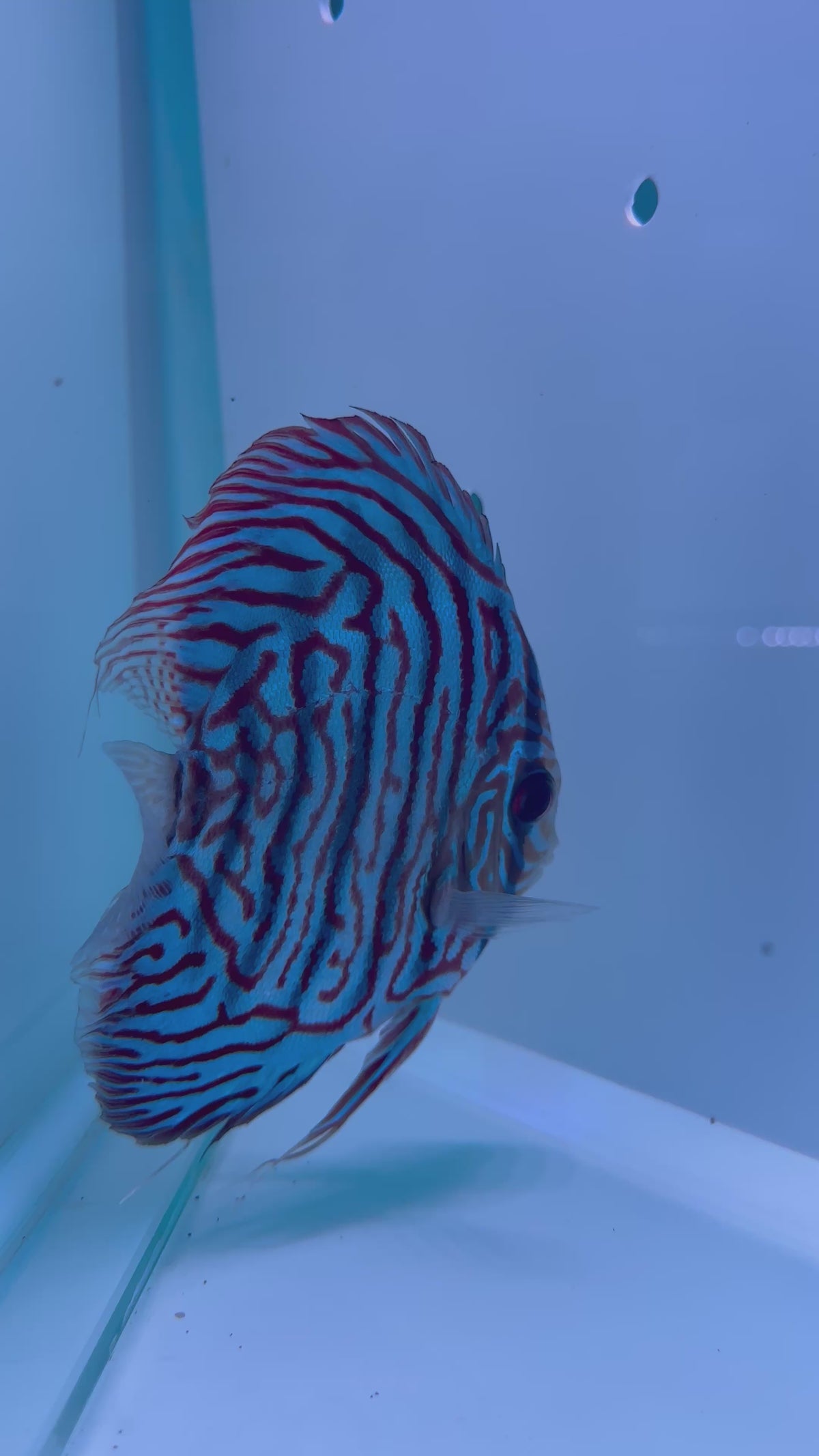High body blue tiger 4 inch — HouseofDiscus